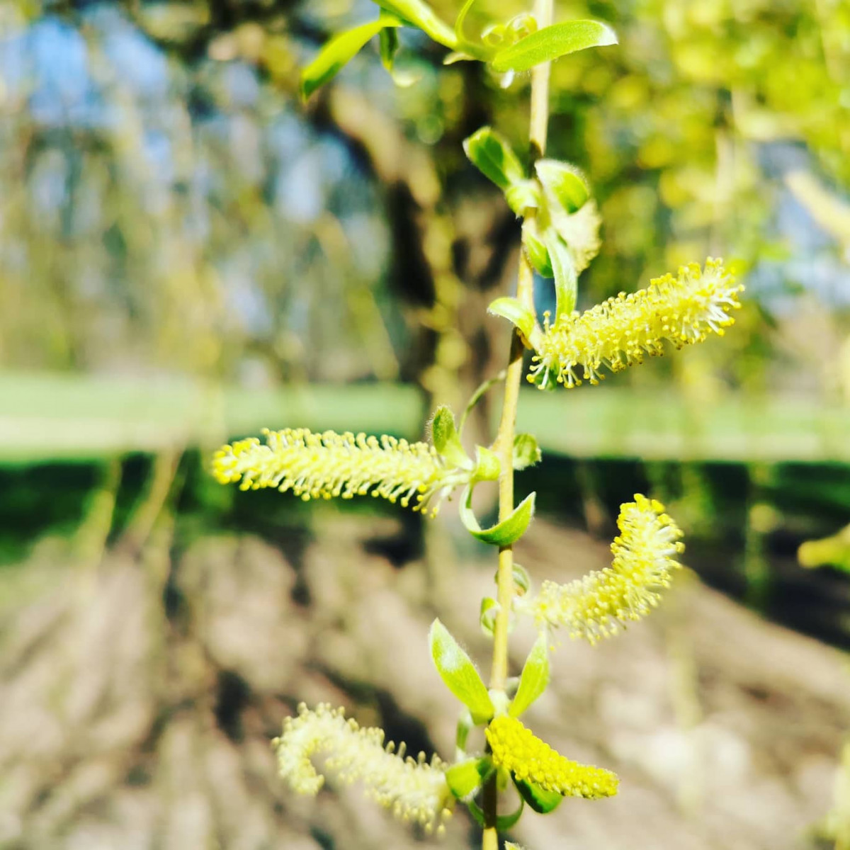 Nr. 38 Bachblüte Willow (Gelbe Weide, salix vitellina) – BaBlü® Praxis ...